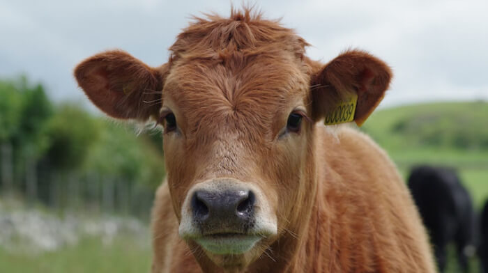Öküzle Boğa Arasındaki Fark-Sığır İle İnek Arasındaki Fark » Alışkanlık