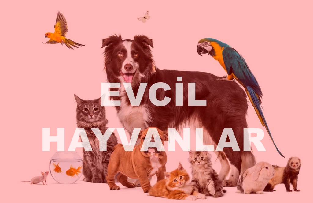 Evcil Hayvanlar ve Çeşitleri » Alışkanlık